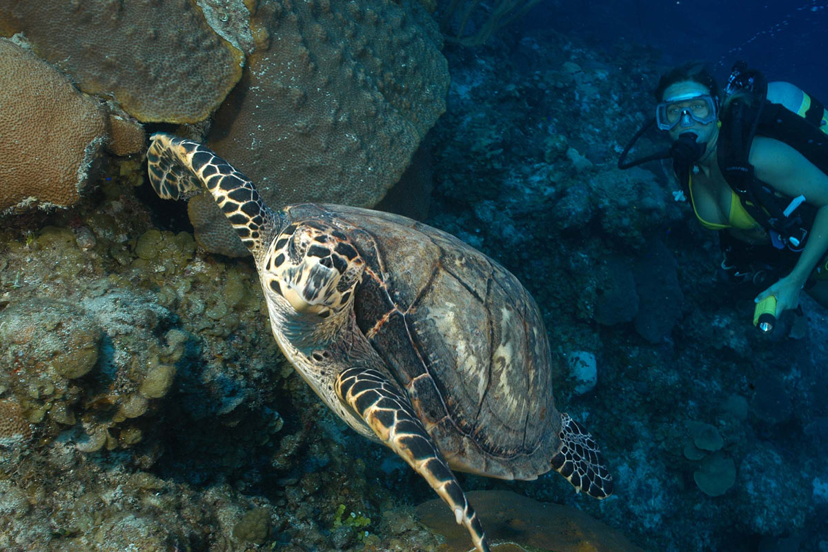 Sea Turtles of Turks and Caicos